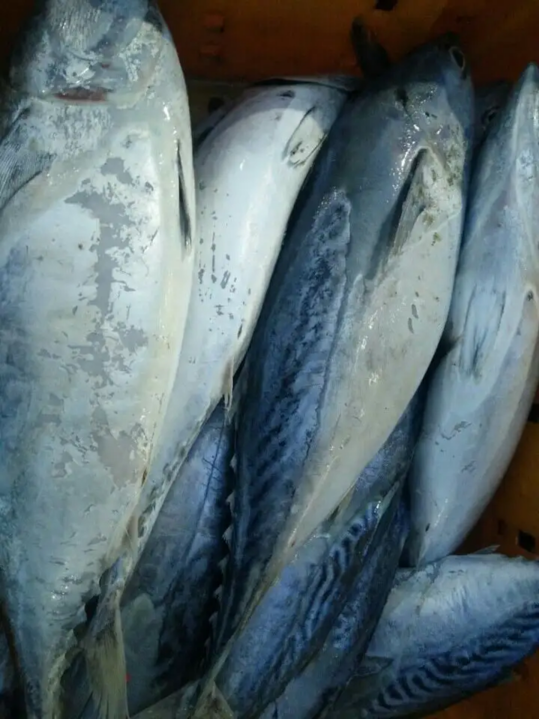 Buy Bonito Tuna Fish from STAR EDGE CHEMICARL, Germany | Tradewheel.com