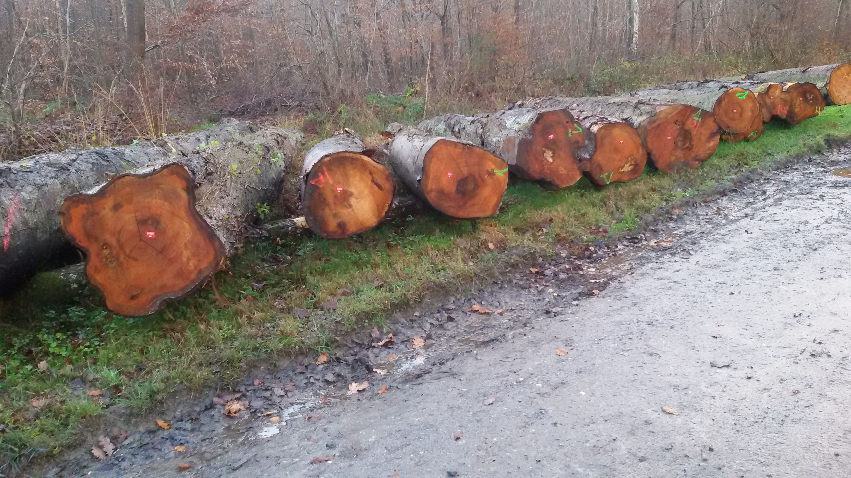 Buy Wood Logs from MyTradeExport, France | Tradewheel.com