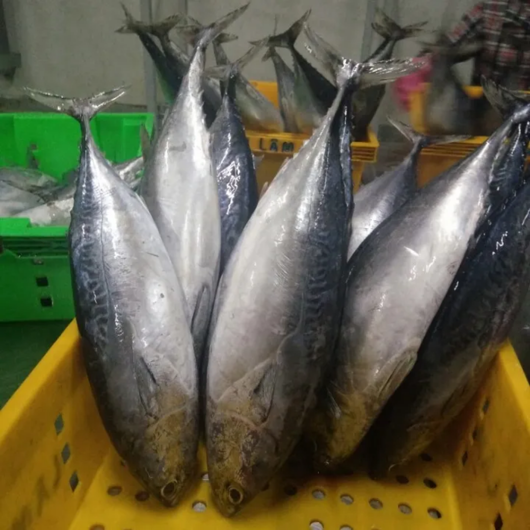 Buy Bonito Tuna Fish from STAR EDGE CHEMICARL, Cyprus | Tradewheel.com