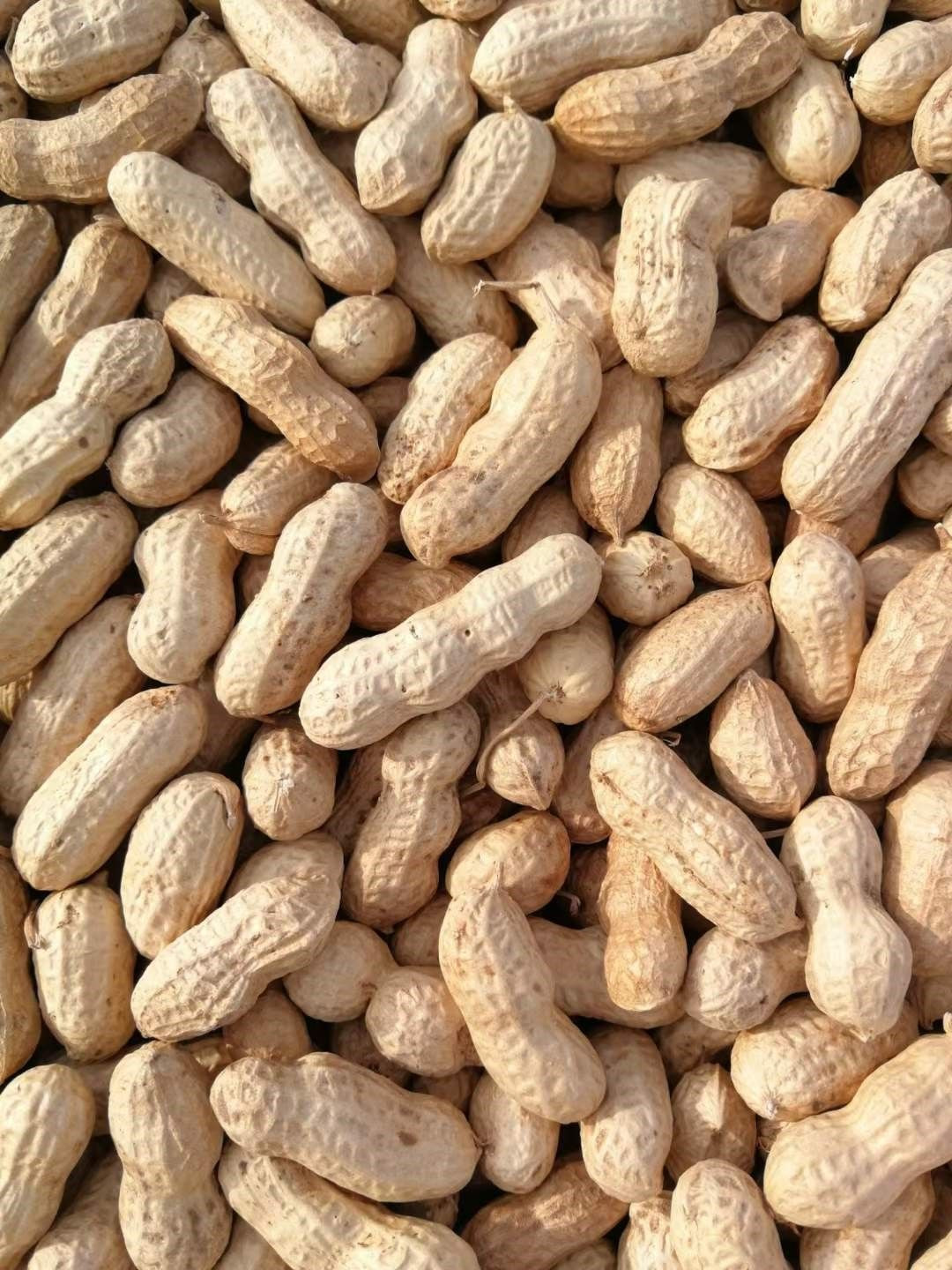 Buy Normal Peanuts from Zitang Orchard Co., Ltd, China | Tradewheel.com