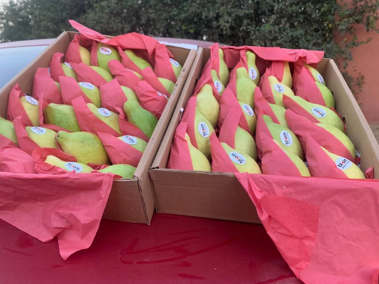 Buy Egyptian Fresh Guava from bloom for trade, Egypt | Tradewheel.com