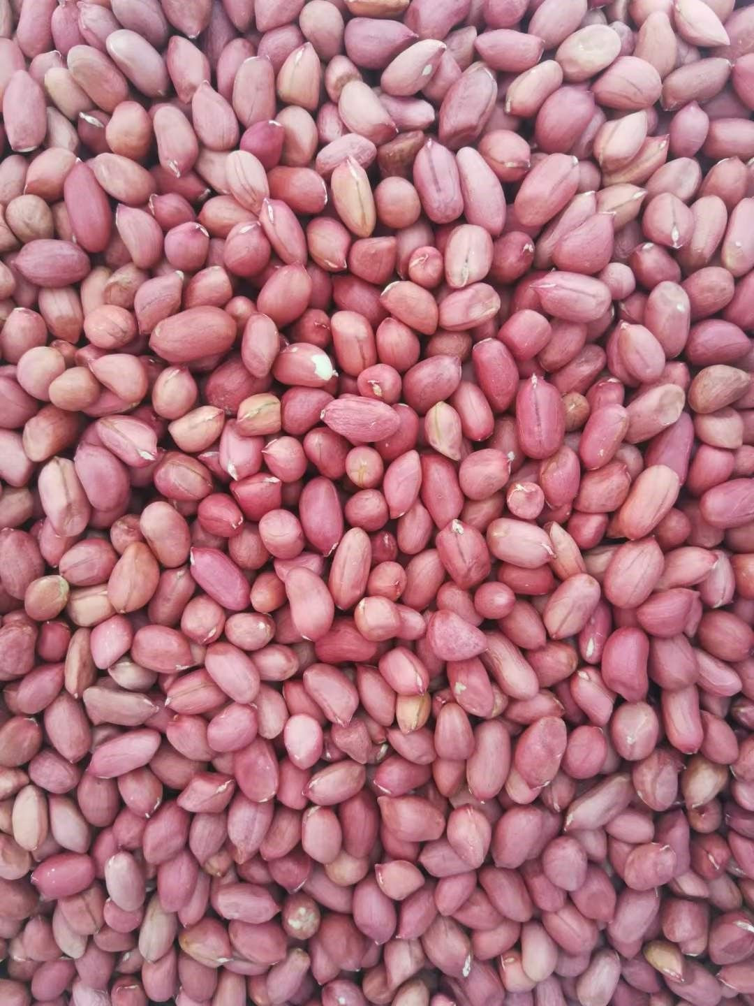 Buy Normal Peanuts from Zitang Orchard Co., Ltd, China | Tradewheel.com