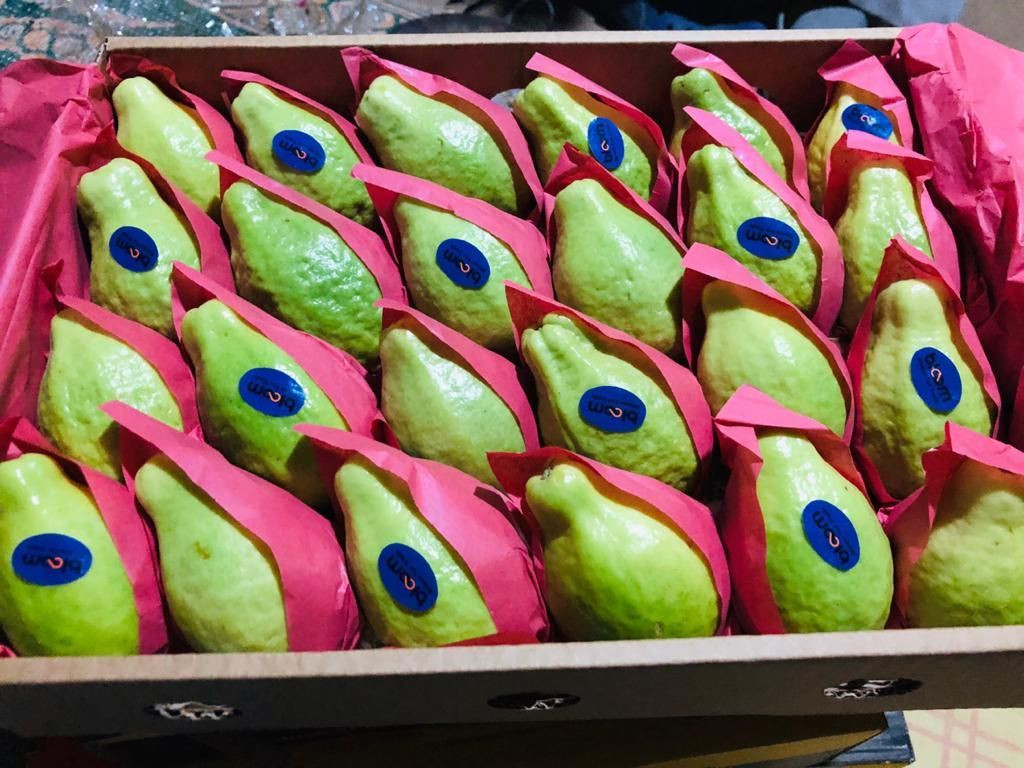 Buy Egyptian Fresh Guava from bloom for trade, Egypt | Tradewheel.com