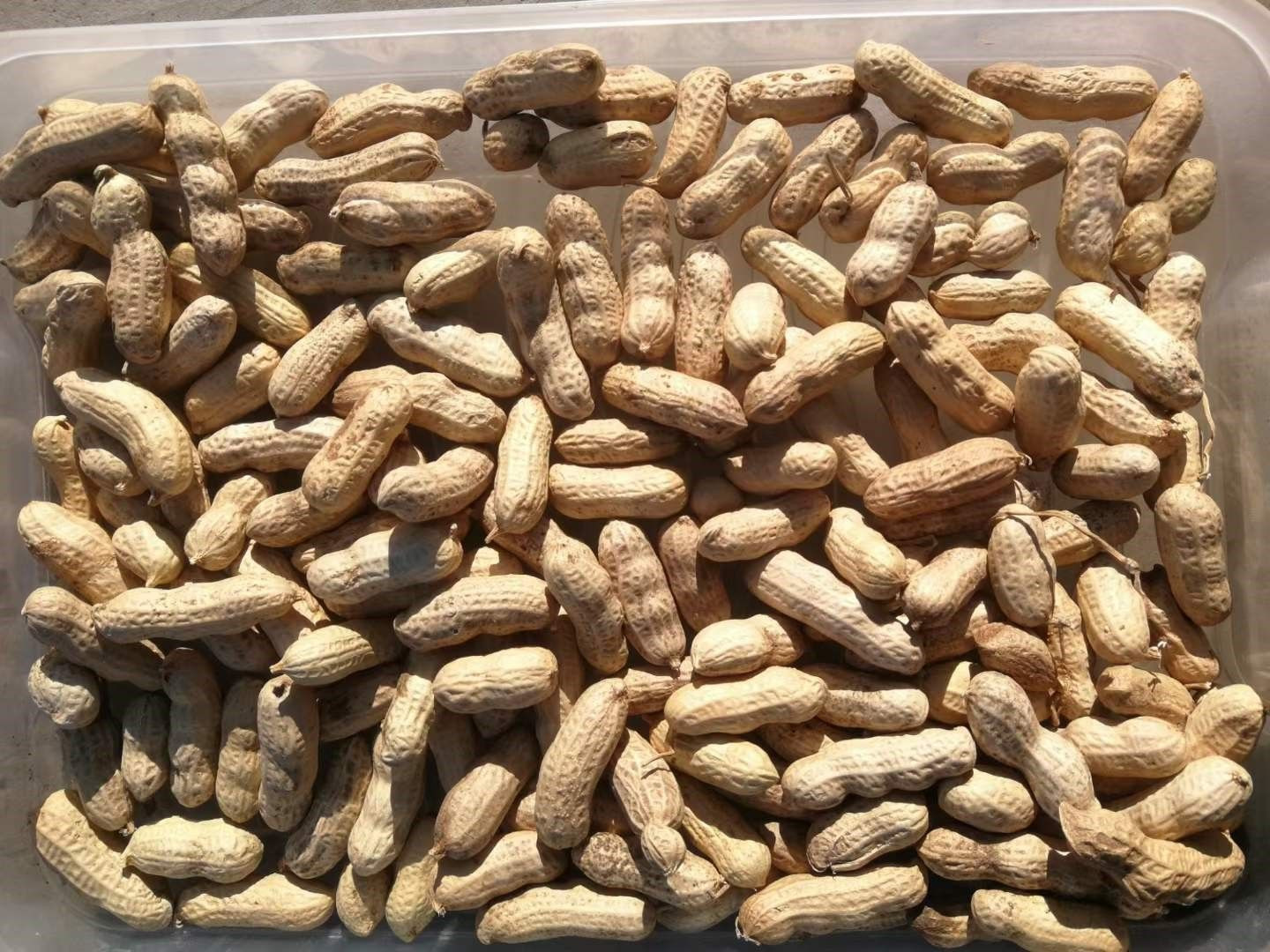 Buy Normal Peanuts from Zitang Orchard Co., Ltd, China | Tradewheel.com