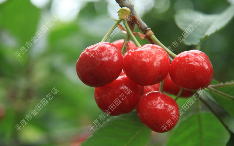 Buy Tieton Cherry Seedling from Pingdu Jintian Horticultural Field ...