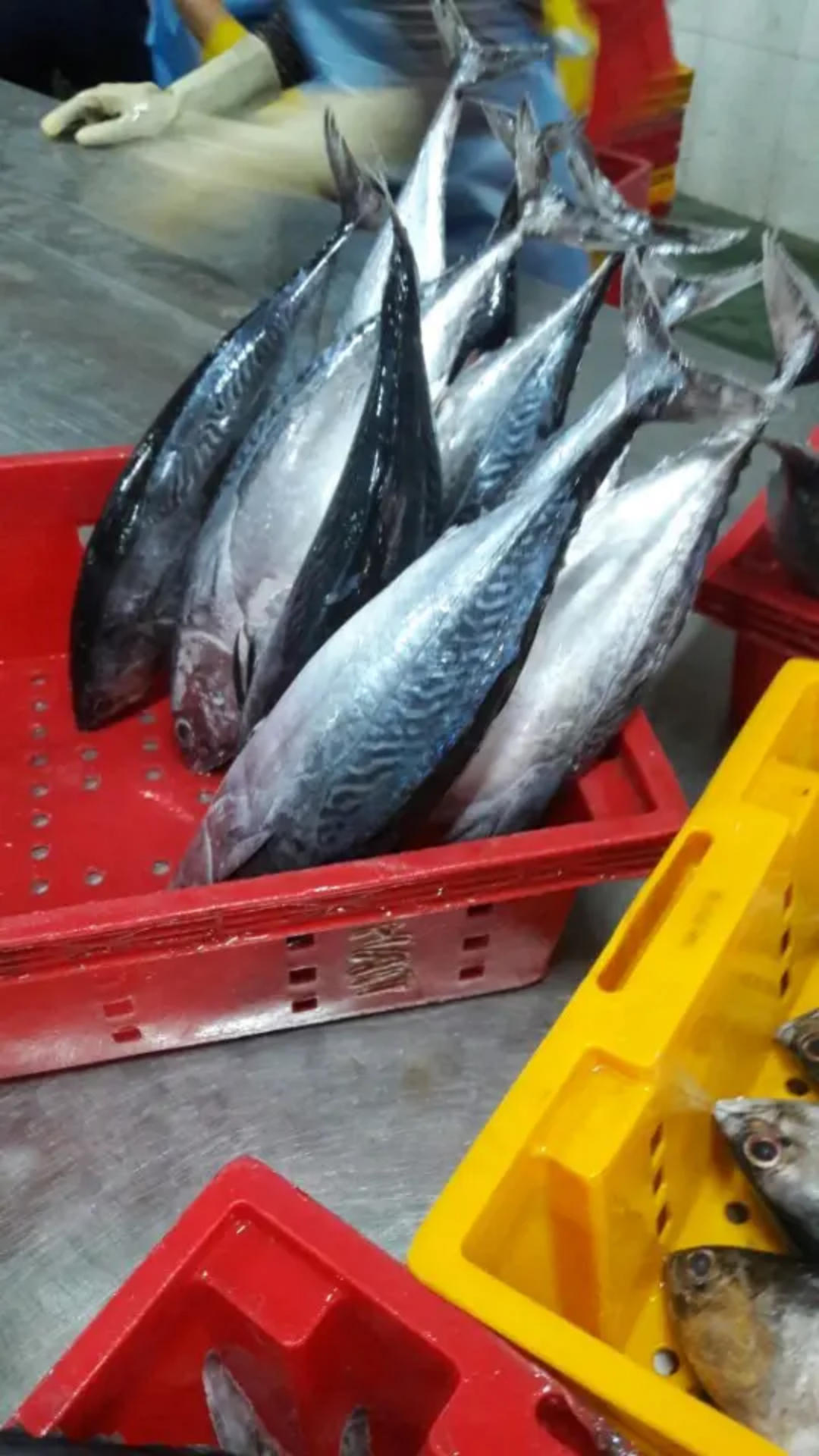 Buy Bonito Tuna Fish from STAR EDGE CHEMICARL, Germany | Tradewheel.com