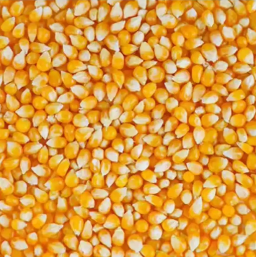 Buy White Corn Non Gmo Human Feed / Animal Feed For Sale from Cobra Met ...