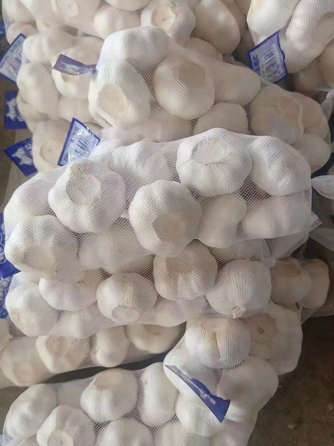 Buy Chinese Normal White Garlic /pure White Garlic/fresh Garlic from ...