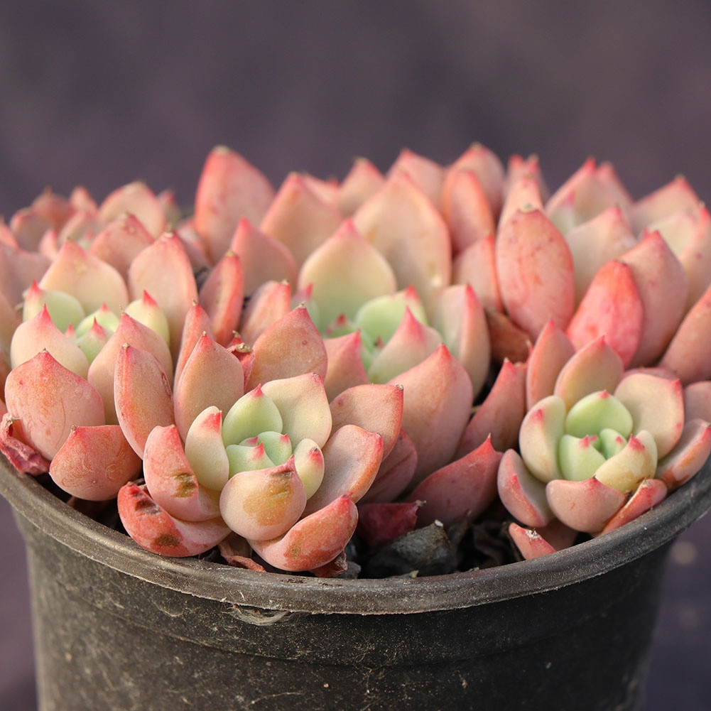 Buy Chinese Plant Nursery Natural Suculenta Succulent Plant With ...