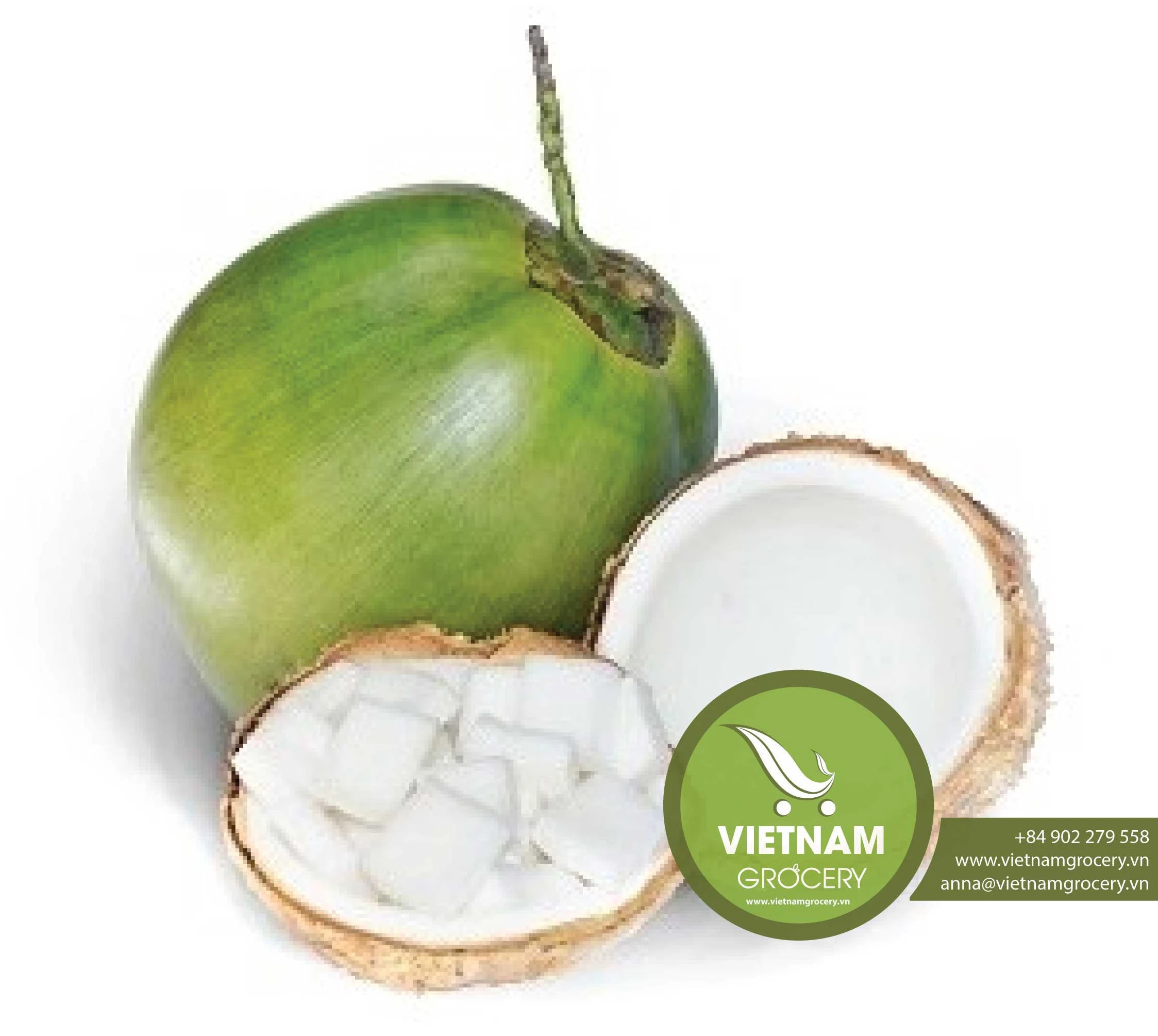Buy Coconut from HA NOI COMMODITIES GENERAL IMPORT EXPORT JOINT STOCK ...