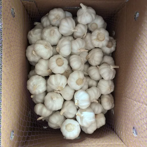 Buy Frozen Food Vegetable Peeled Garlic Vacuum Packed Bags Shape ...