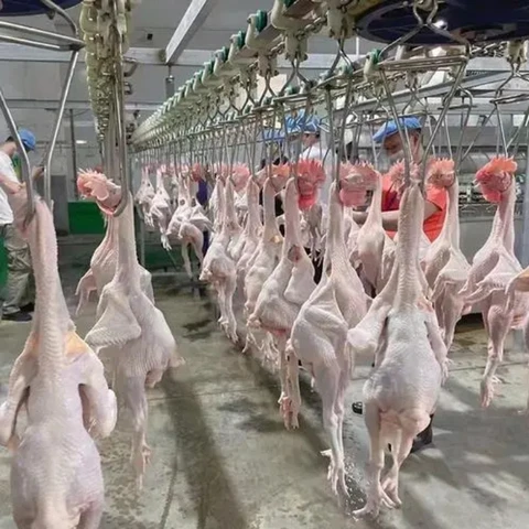 Buy Full Automatic Halal Slaughtering And Cutting Compact Chicken ...