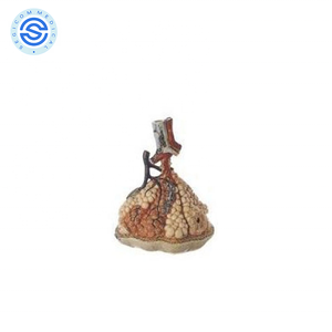 Buy Medical Science Colored Plastic Human Alveoli Model,pvc Magnified ...
