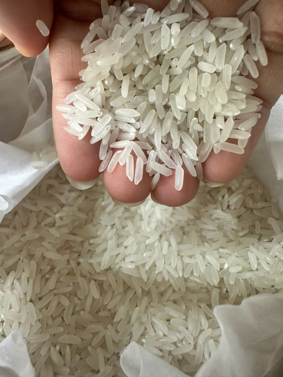 Buy Fragrant Rice Dt8 from Foodmax Vietnam, Vietnam | Tradewheel.com