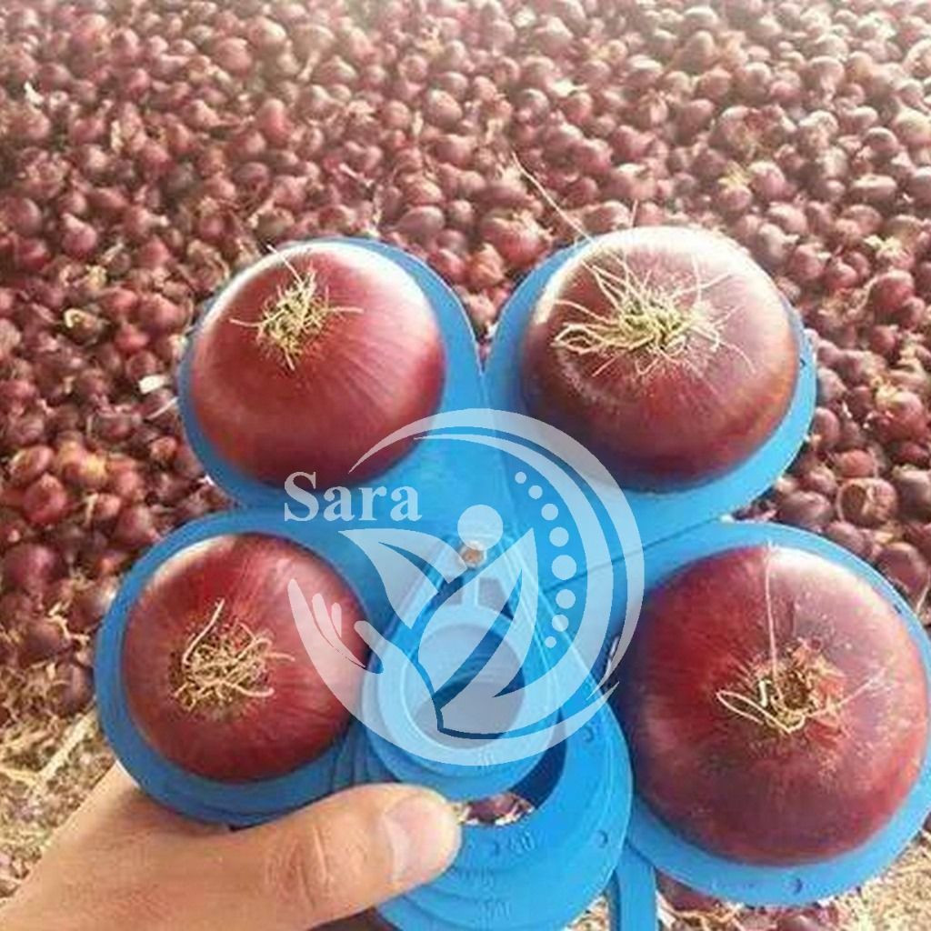 Buy Red Onions from Elbardy for export, Egypt | Tradewheel.com