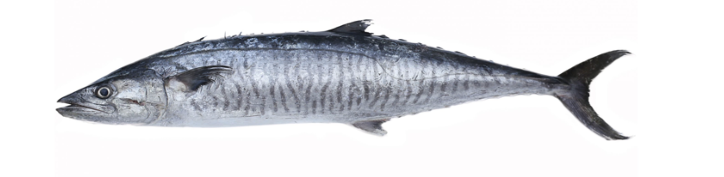 Buy King Fish from Friends International, Pakistan | Tradewheel.com