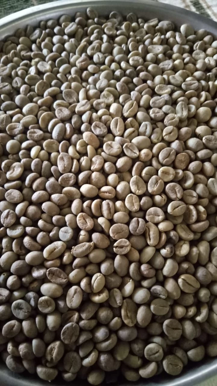 Buy Robusta Coffee Beans / Robusta Toraja Awo / Green And Roasted ...