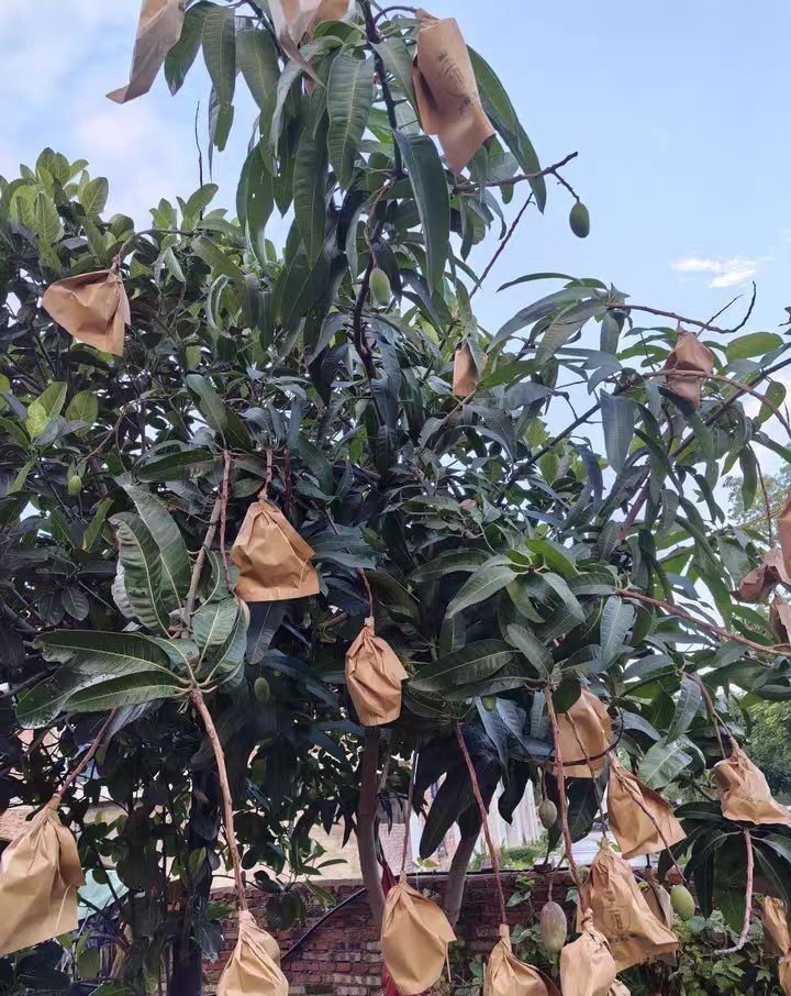 Buy Mango Protection Bags For Optimal Fruit Preservation from Jiangshan ...