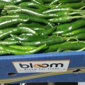Buy Fresh F1 Chilli from bloom for trade, Egypt | Tradewheel.com