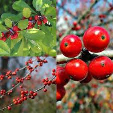 Buy Best Deal Of Possumhaw Seed from Time Enterprise, USA | Tradewheel.com