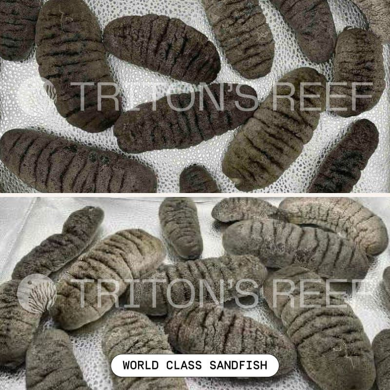 Buy Premium Dried Sea Cucumber (sandfish / Holothuria Scabra / Bech De ...