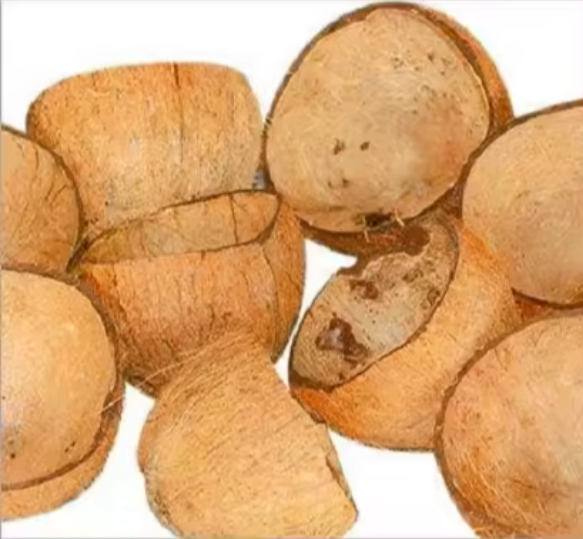 Buy Premium Organic Coconut Shell from General Trading LTD, Cameroon ...