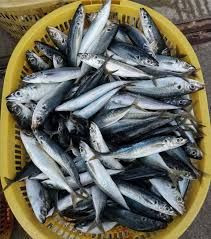 Buy Frozen Round Scad (muro-aji) For Yellowfin Tuna Bait from Time ...