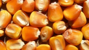 Buy Grade A Yellow Maize from 3 Multiple Suppliers, South Africa ...