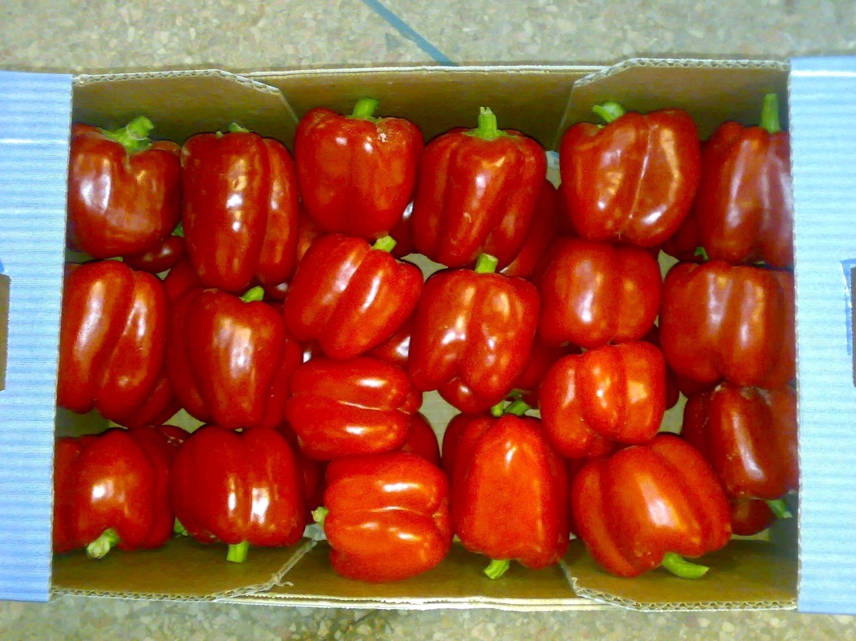 Buy Fresh Peppers From Ecuador from Tropiveggiefruits Sas, Ecuador ...
