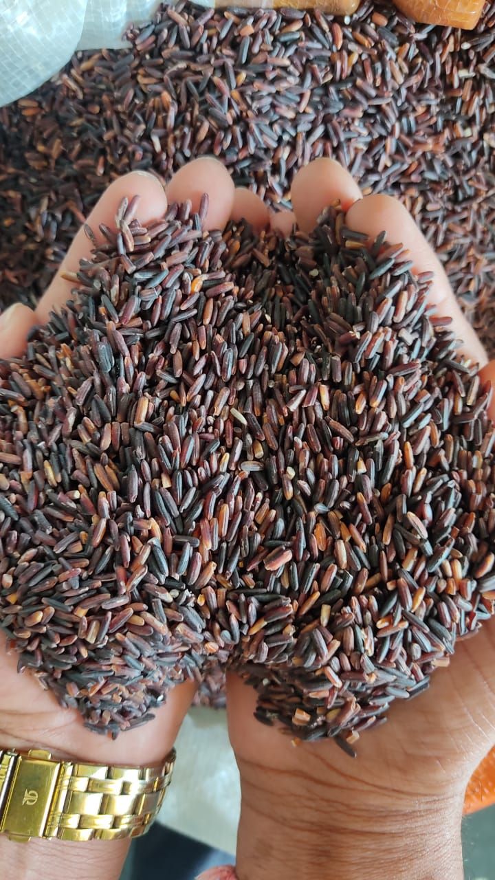 Buy Black Rice from Hash Exim, India | Tradewheel.com