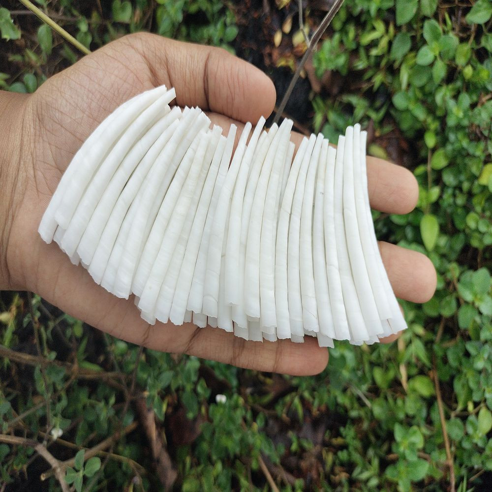 Buy Smooth Dentalium Shells ( 2 To 2.2 Inches) from St. John's Exim ...
