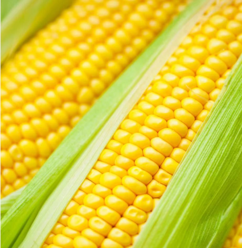 Buy Yellow Corn/ Yellow Corn For Human Consumption Non Gmo Yellow Corn ...