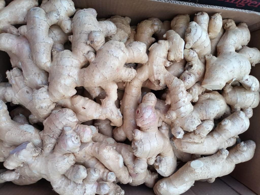 Buy Fresh Ginger from AVM Fresh Fruits, Brazil | Tradewheel.com