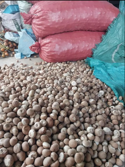 Buy Dry Betel Nuts from Jackson and Family Limited, Cameroon ...