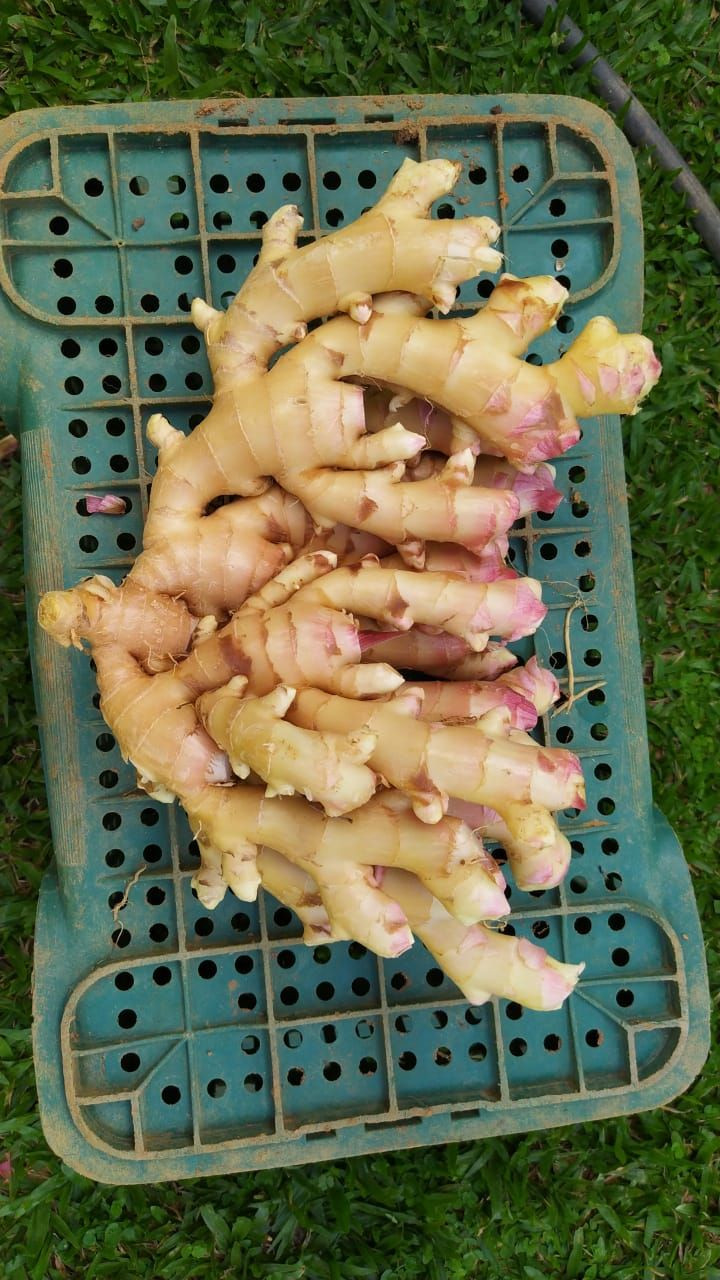 Buy Fresh Ginger from AVM Fresh Fruits, Brazil | Tradewheel.com
