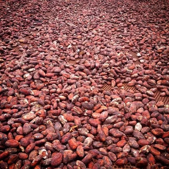 Buy Top Quality Sun Dried Cocoa Beans from Trading Expression SARL ...