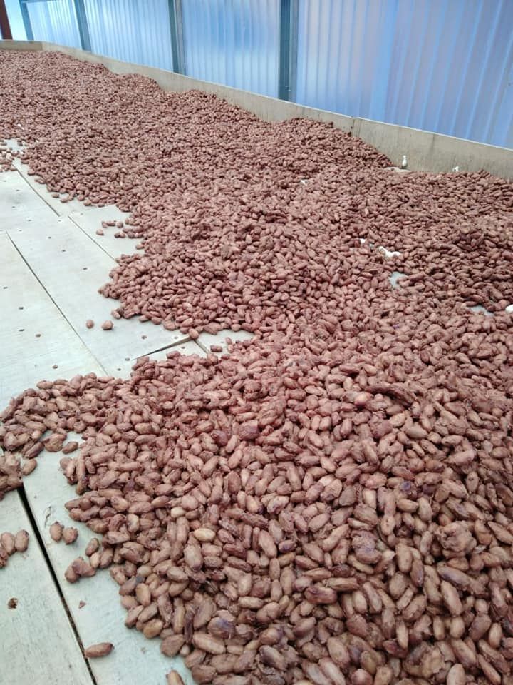 Buy Top Quality Sun Dried Cocoa Beans from Trading Expression SARL ...