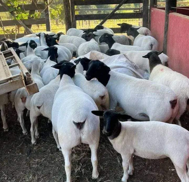 Buy Dorper & Merino Sheep from THD Mach Livestock, South Africa ...