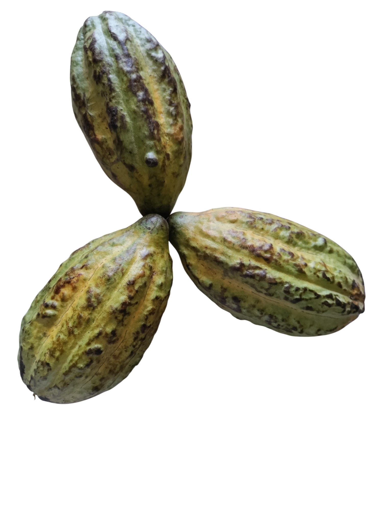 Buy Organic Certified Cocoa Beans Forastero from Woatome Micro ...