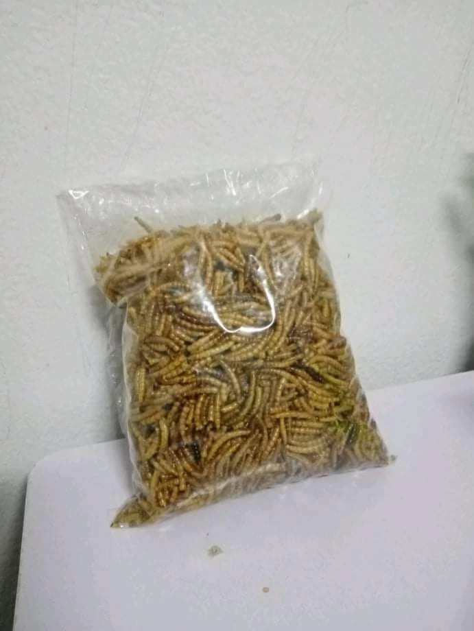 Buy Dried Worms from Pets Compass, Thailand | Tradewheel.com