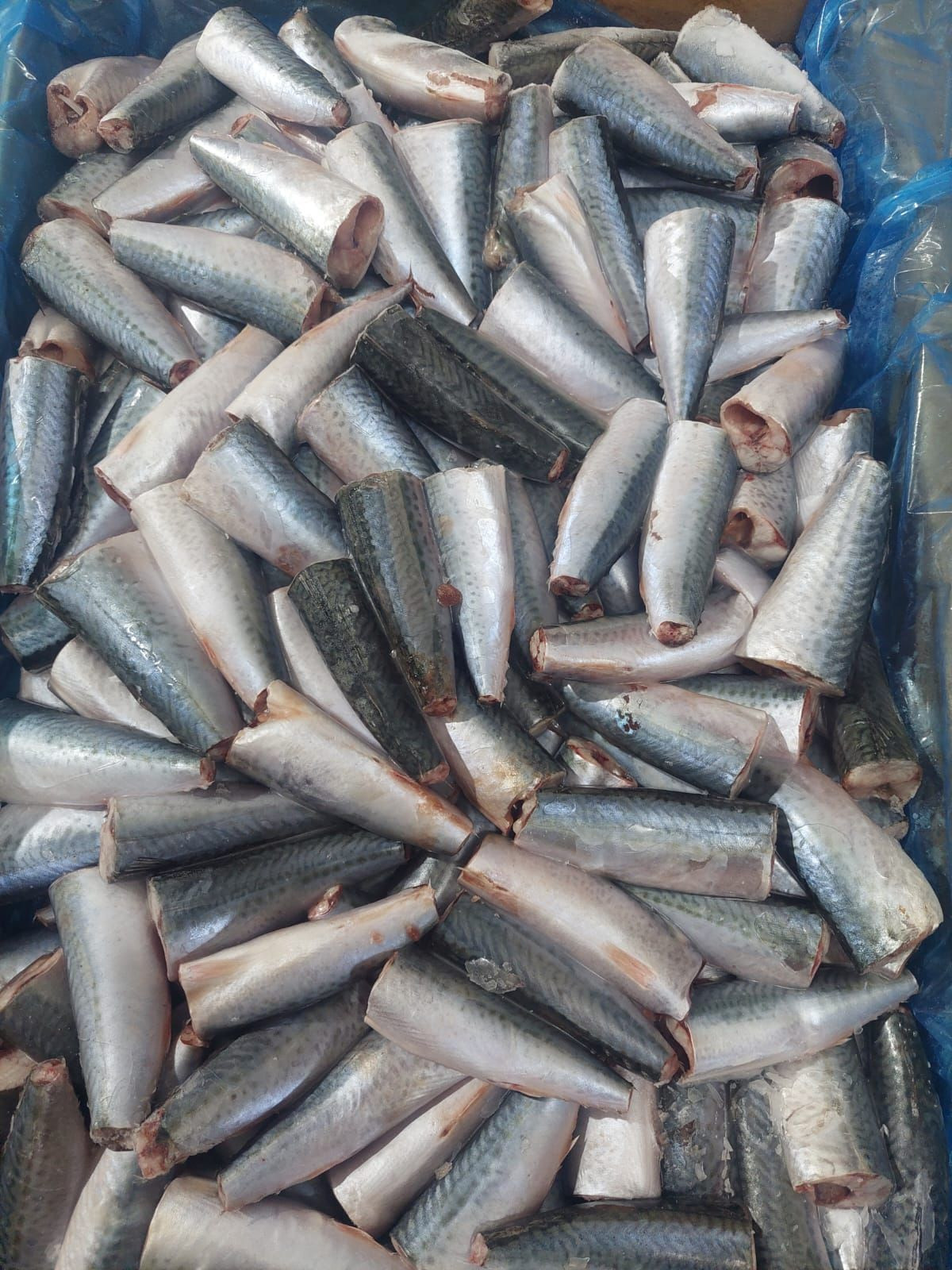 Buy Frozen Hgt Sardine from SOTRAGEL, Morocco | Tradewheel.com