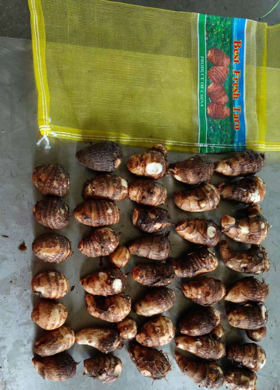 Buy Taro from TAIFO GROUP, China | Tradewheel.com
