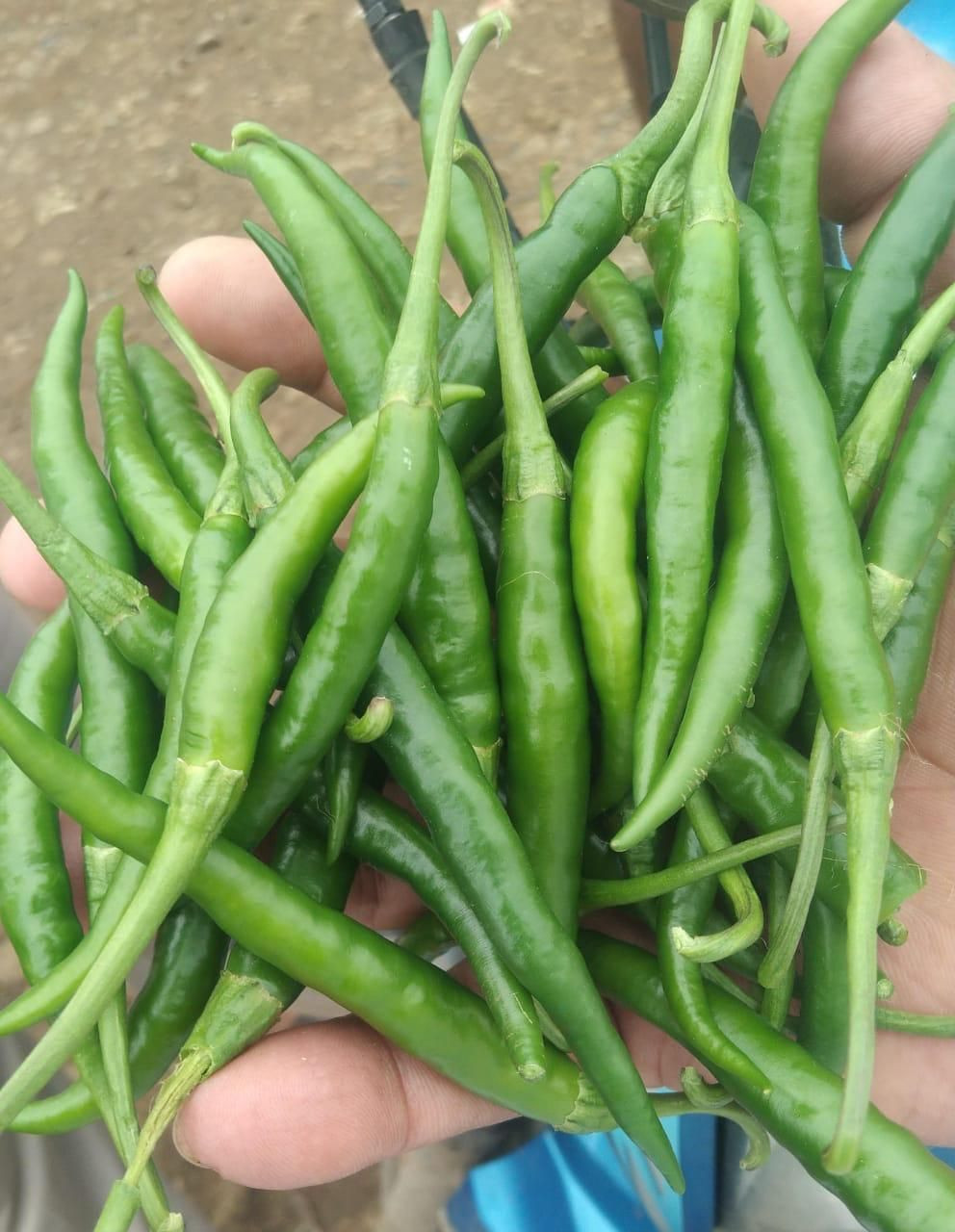 Buy Green Chilly from Unity Overseas, Hong Kong | Tradewheel.com