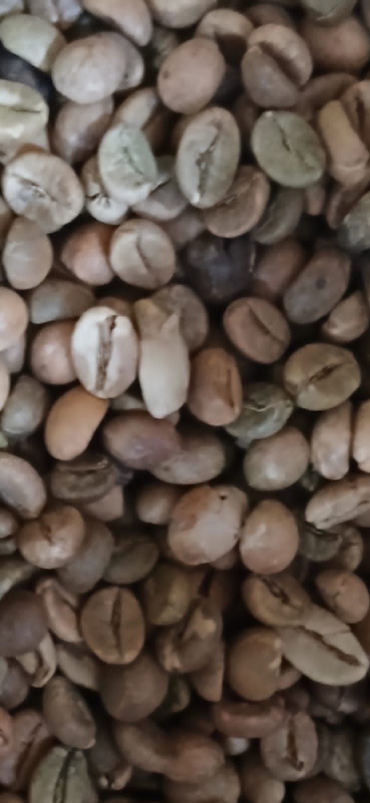 Buy Coffee Robusta Premium Comercial (angola Origin) from The Bridge ...