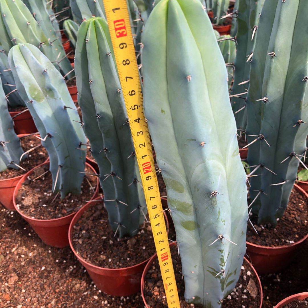 Buy 20-30cm Blue Cereus Mini Indoor Succulent Nursery Cactus Plant ...