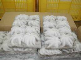 Buy Fresh Frozen Octopus , Baby Octopus , Flower Octopus from ...