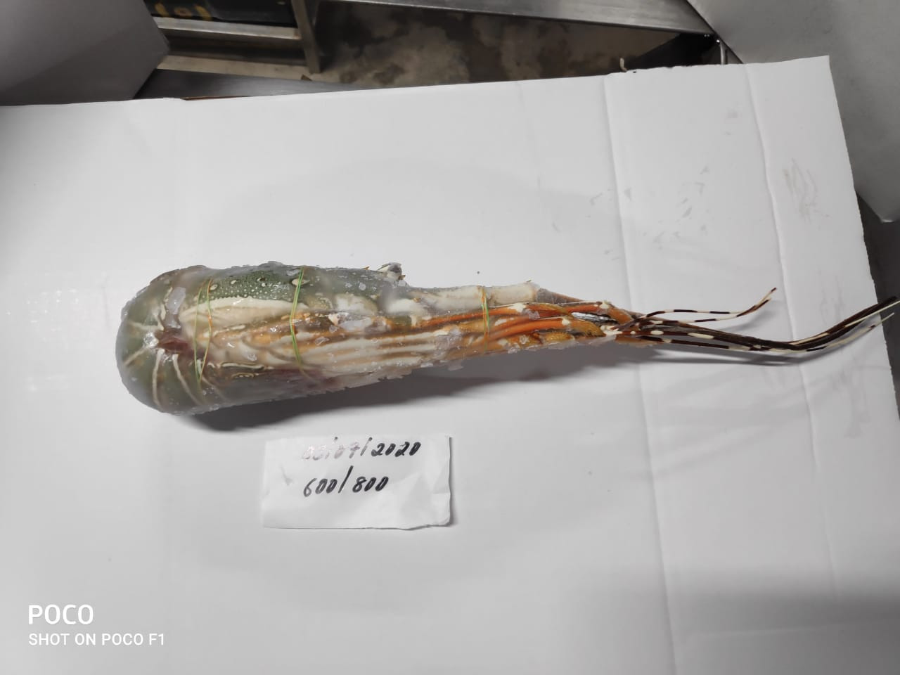 Buy Frozen Rock Lobster from ESEAFOOD EXPORTS, India | Tradewheel.com