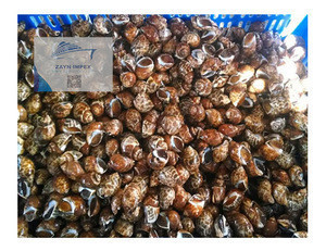 Buy Frozen ( Topshell ) Shellfish from ZAYN IMPEX, Pakistan ...