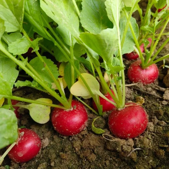 Buy Naturix Hybrid Red Cherry Belle Radish Seeds Vegetable Seeds For ...