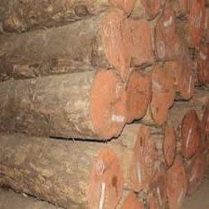 Buy Teak Wood And Tali Wood, Padouk, Pine, Boxwood, Azobe Wood, Timber ...